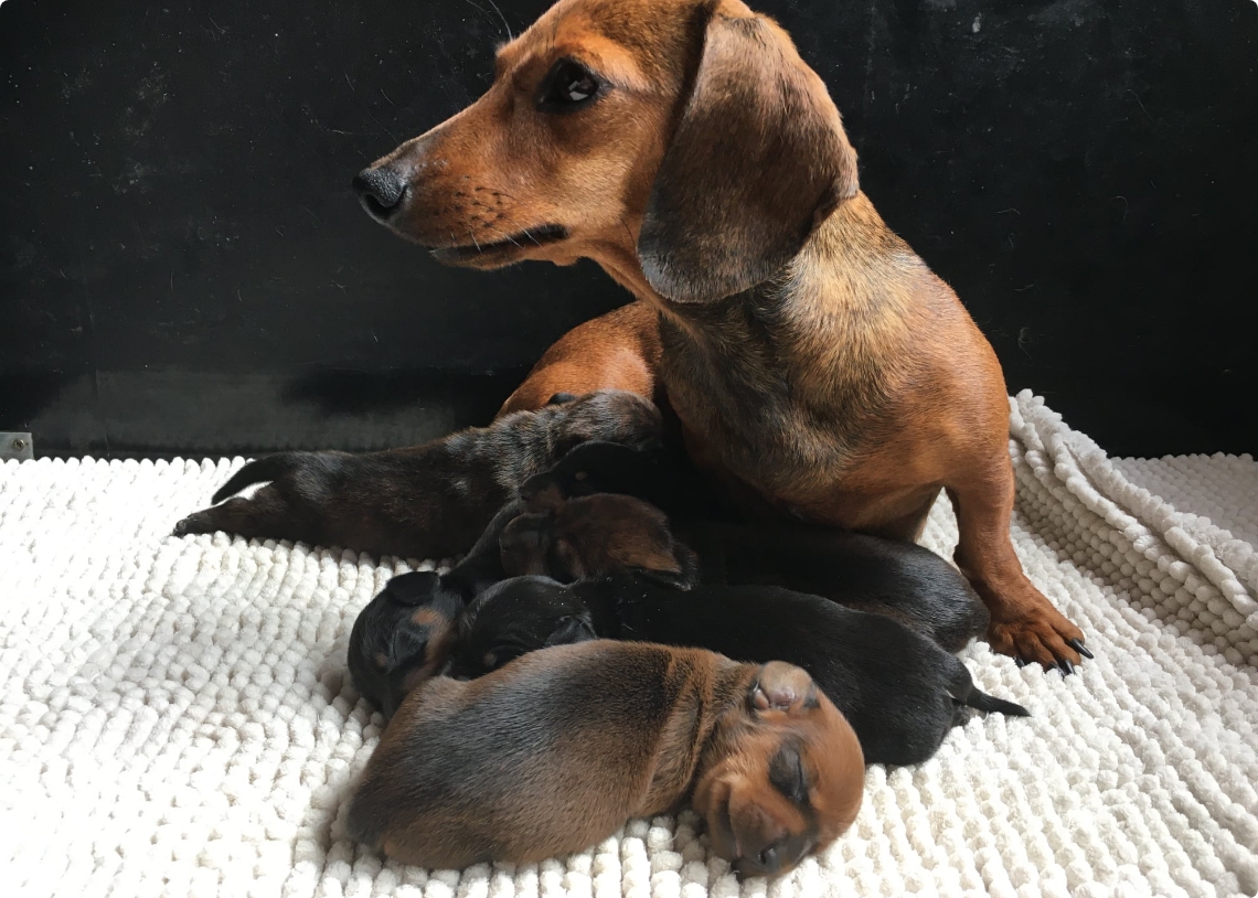 Teckels - Élevage du Bois aux Elfes - chiens
