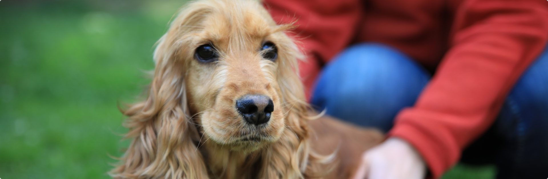 Cockers - Élevage du Bois aux Elfes - chiens