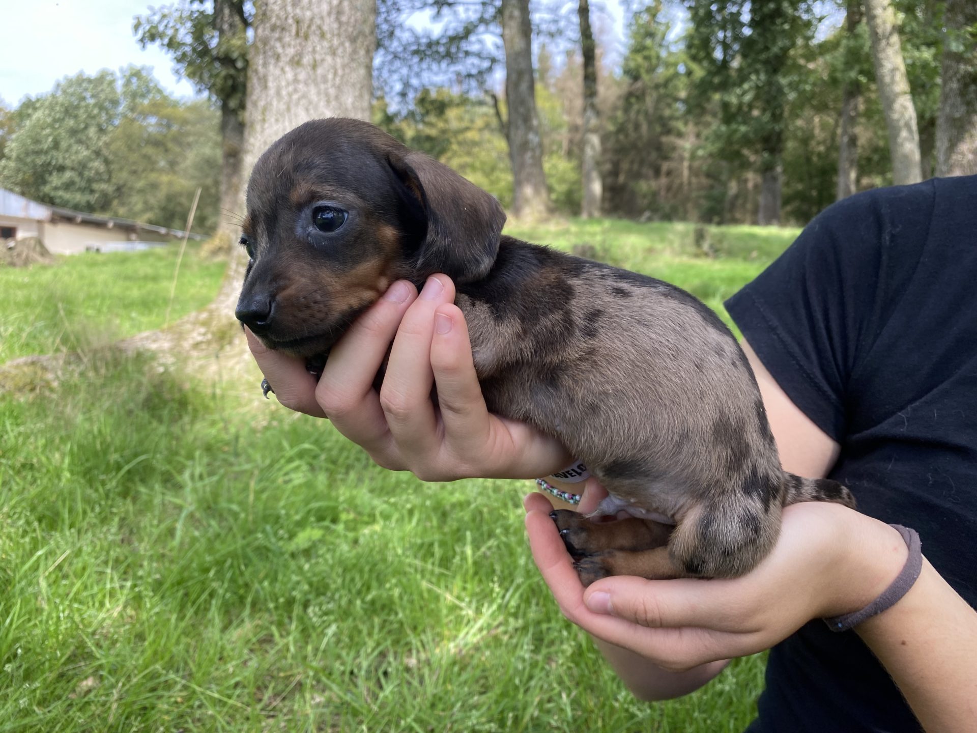 Teckels - Élevage du Bois aux Elfes - chiens