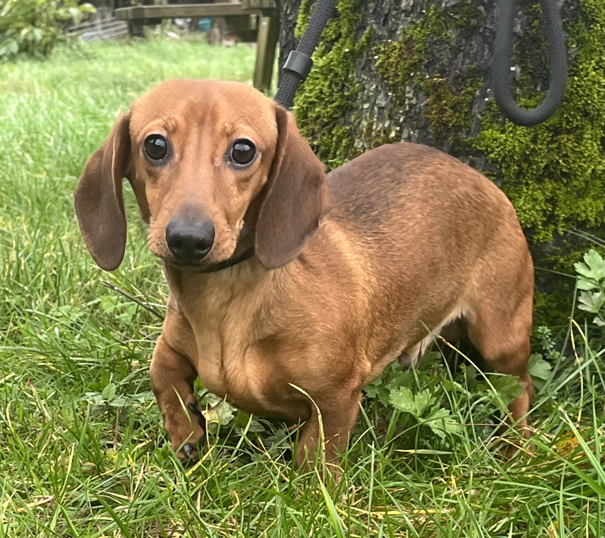 Teckel nain mâle fauve charbonné 19-02-2023 - Élevage du Bois aux Elfes ...