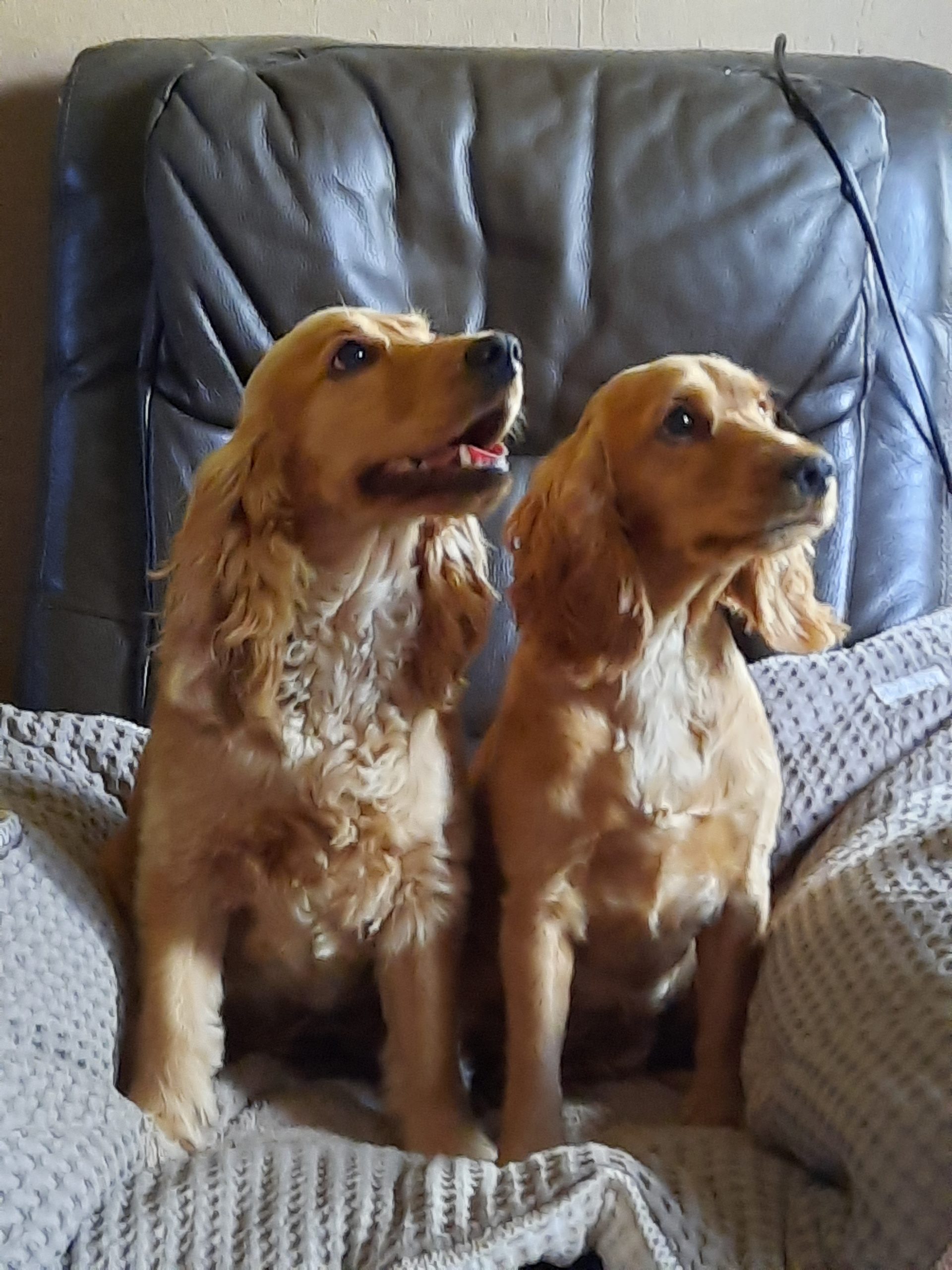 Accueil - Élevage du Bois aux Elfes - chiens